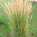 Ornamental Grasses ideal for Canadian Climates - Chinook Landscaping ...