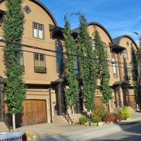 Top Tree Species For Calgary | Chinook Landscaping Calgary