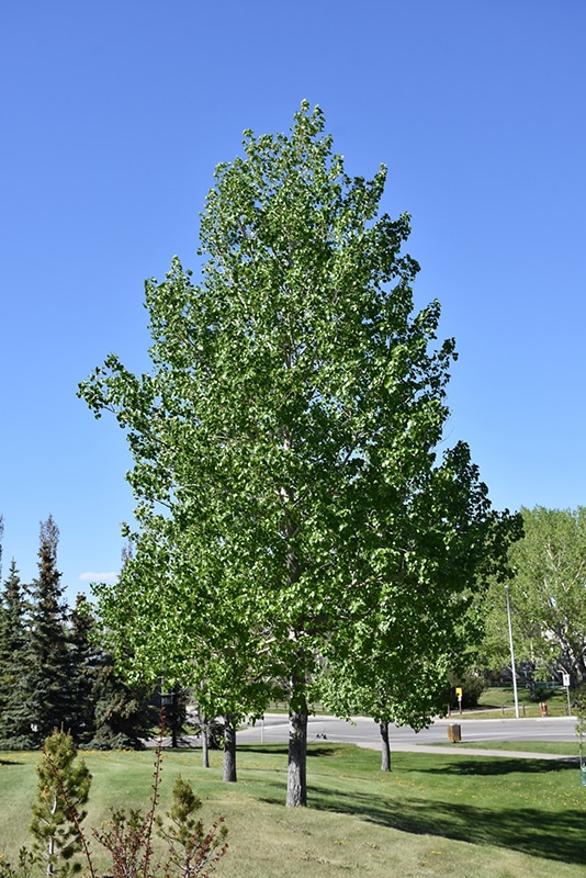 Problems With Poplar Trees Chinook Landscaping Calgary