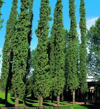 Creating privacy in your backyard | Chinook Landscaping Calgary